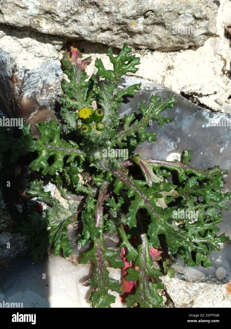 common groundsel (Senecio vulgaris), Plantae, Norfolk, UK Stock Photo ...