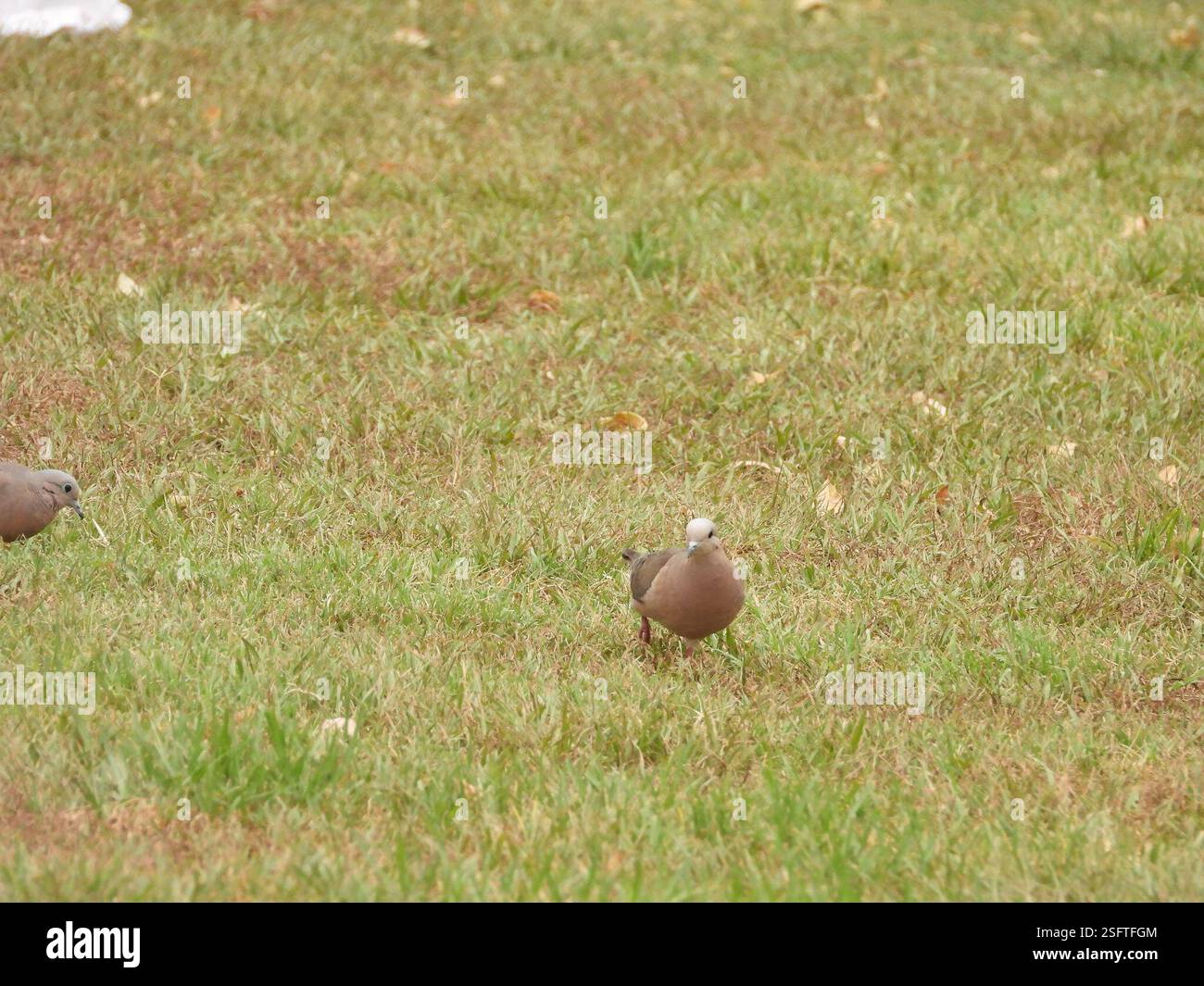 Eared Dove (Zenaida auriculata), Aves, Reserva Ecológica de Buenos ...