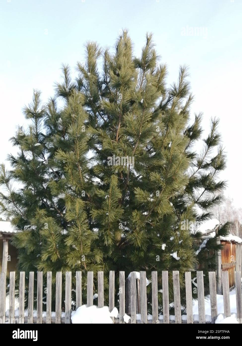 Siberian pine (Pinus sibirica), Plantae, Октябрьский, Иркутская обл ...