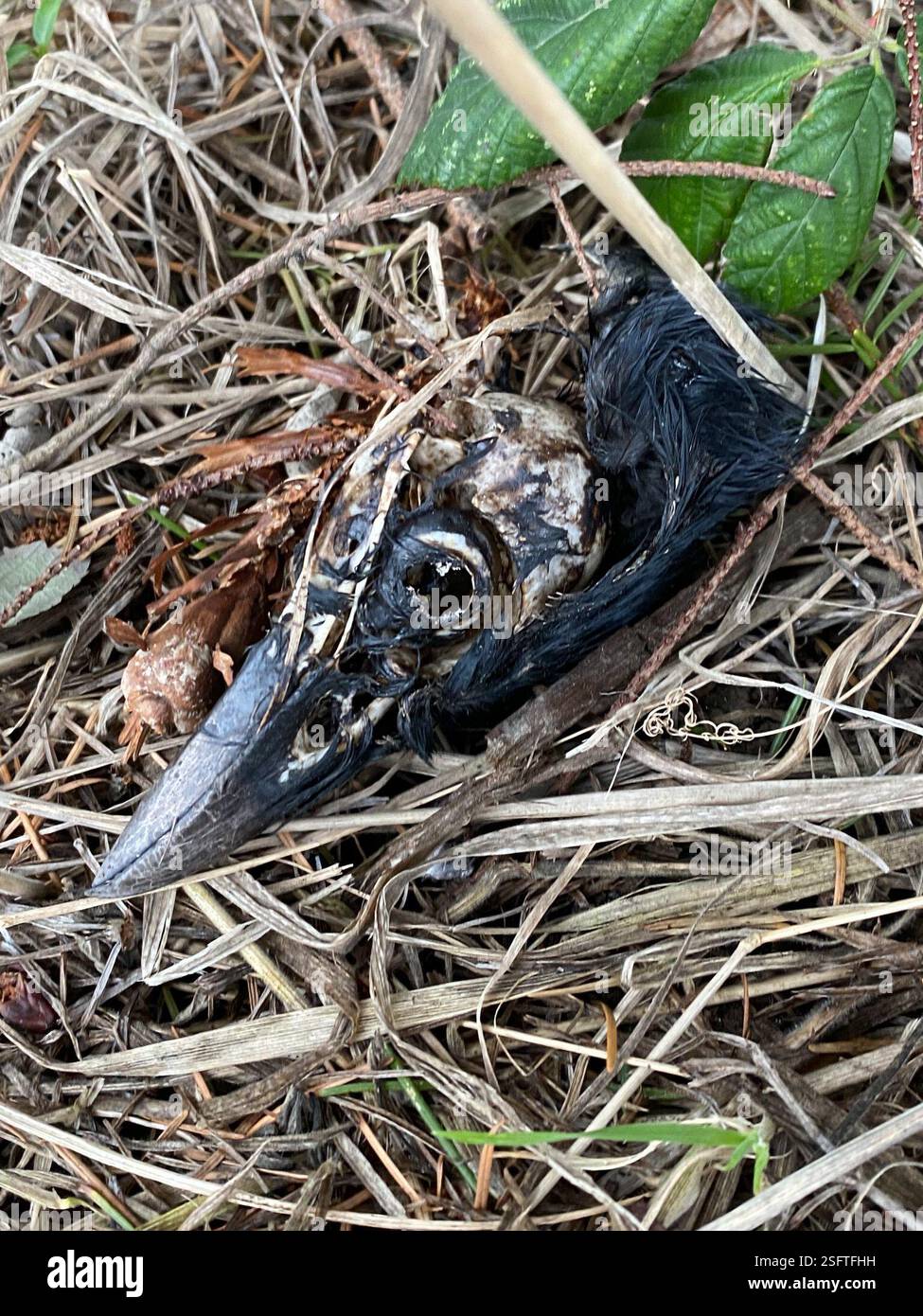 American Crow (Corvus brachyrhynchos), Aves, Terra Nova Rural Park ...
