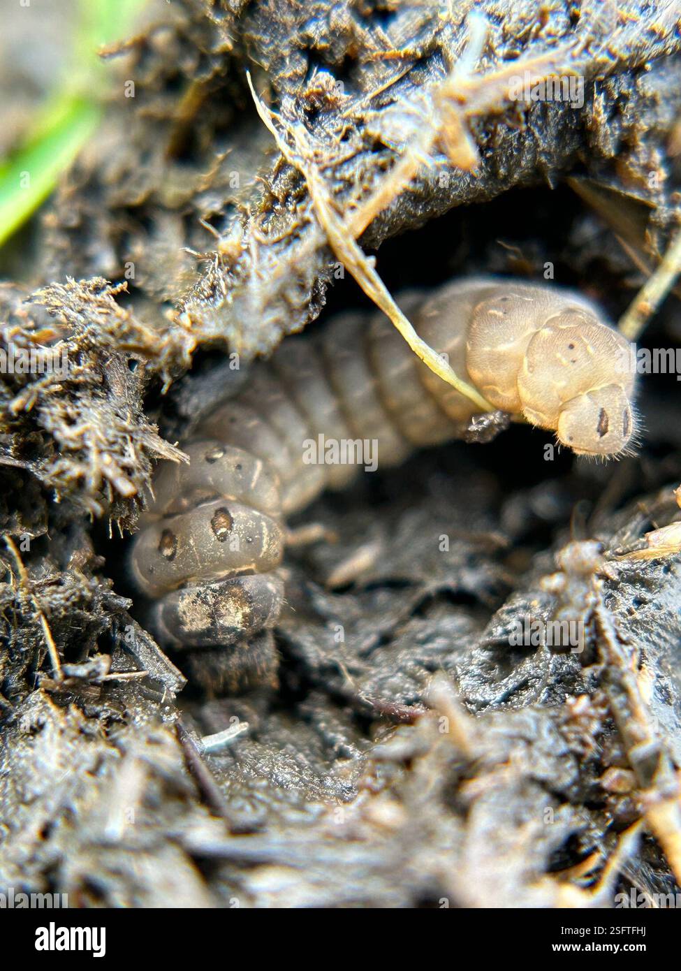 Soldier Beetles (Cantharidae), Insecta, Camp San Luis Obispo, San Luis ...