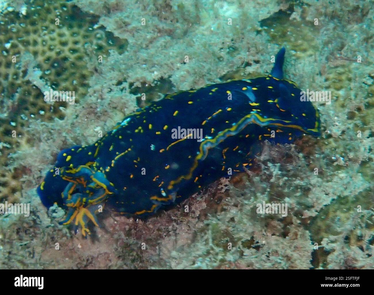 African sea goddess (Felimare tema), Mollusca, São Vicente, Mindelo ...