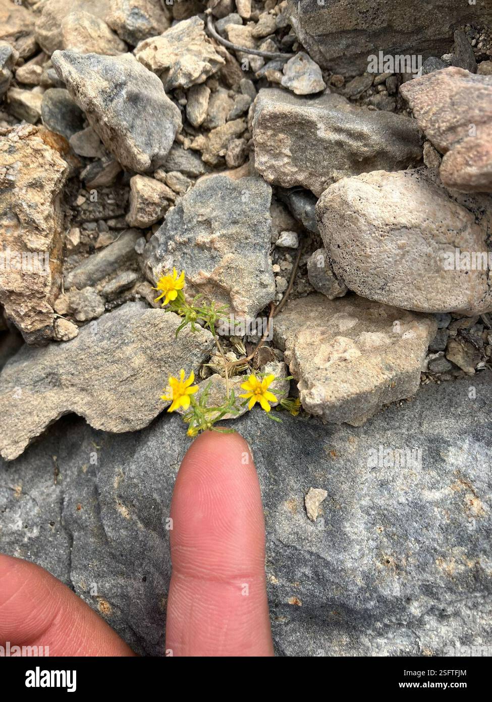 Chinchweed (Pectis papposa), Plantae, Mojave National Preserve, San ...