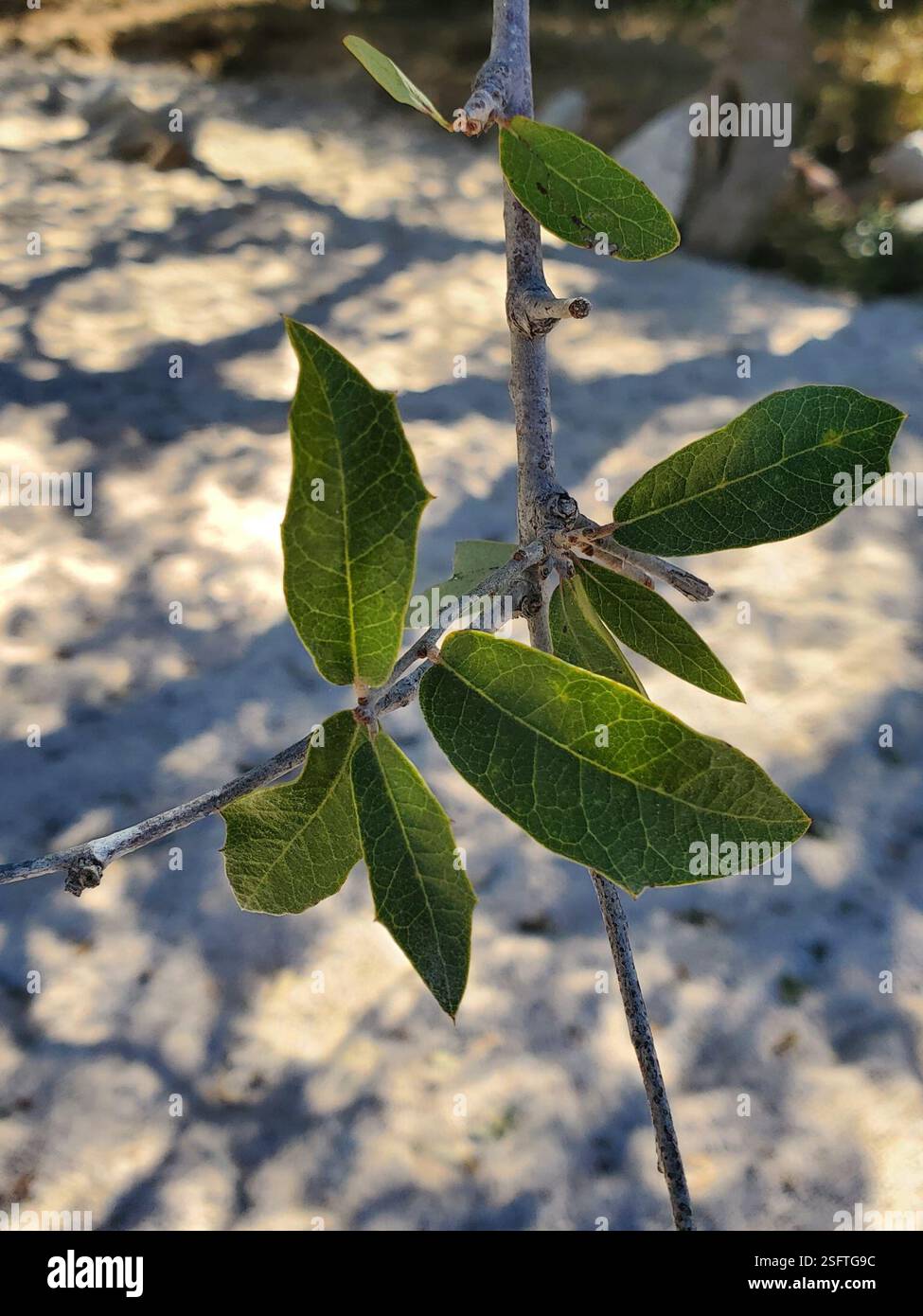 Brandegee Oak (Quercus brandegeei), Plantae, La Paz, MX-BS, MX Stock ...