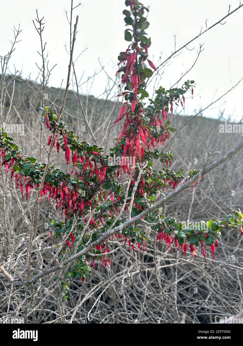 Fuchsiaflower Gooseberry (Ribes speciosum), Plantae, Crystal Cove State ...