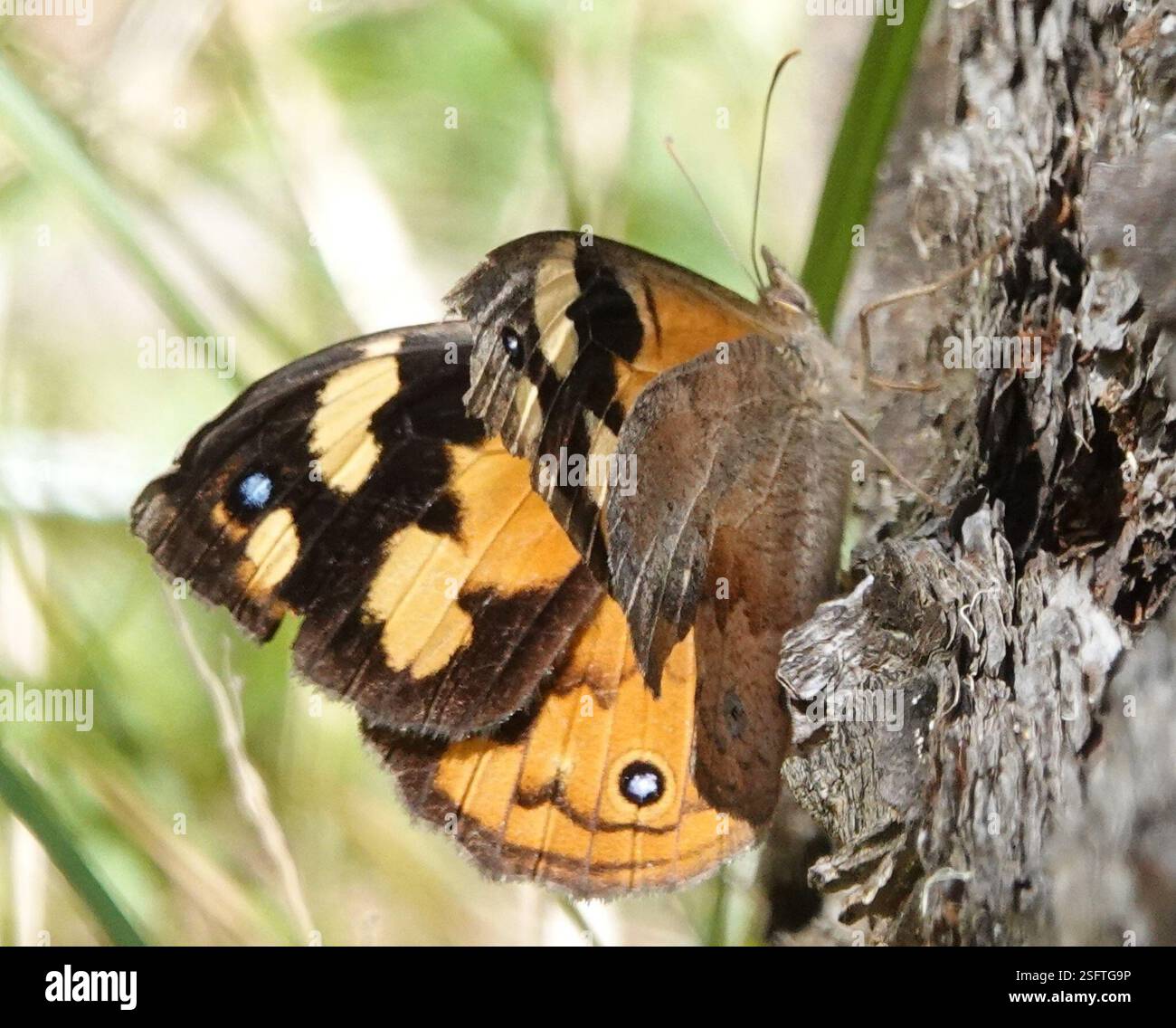Common Brown (Heteronympha merope), Insecta, Heathmont VIC 3135 ...