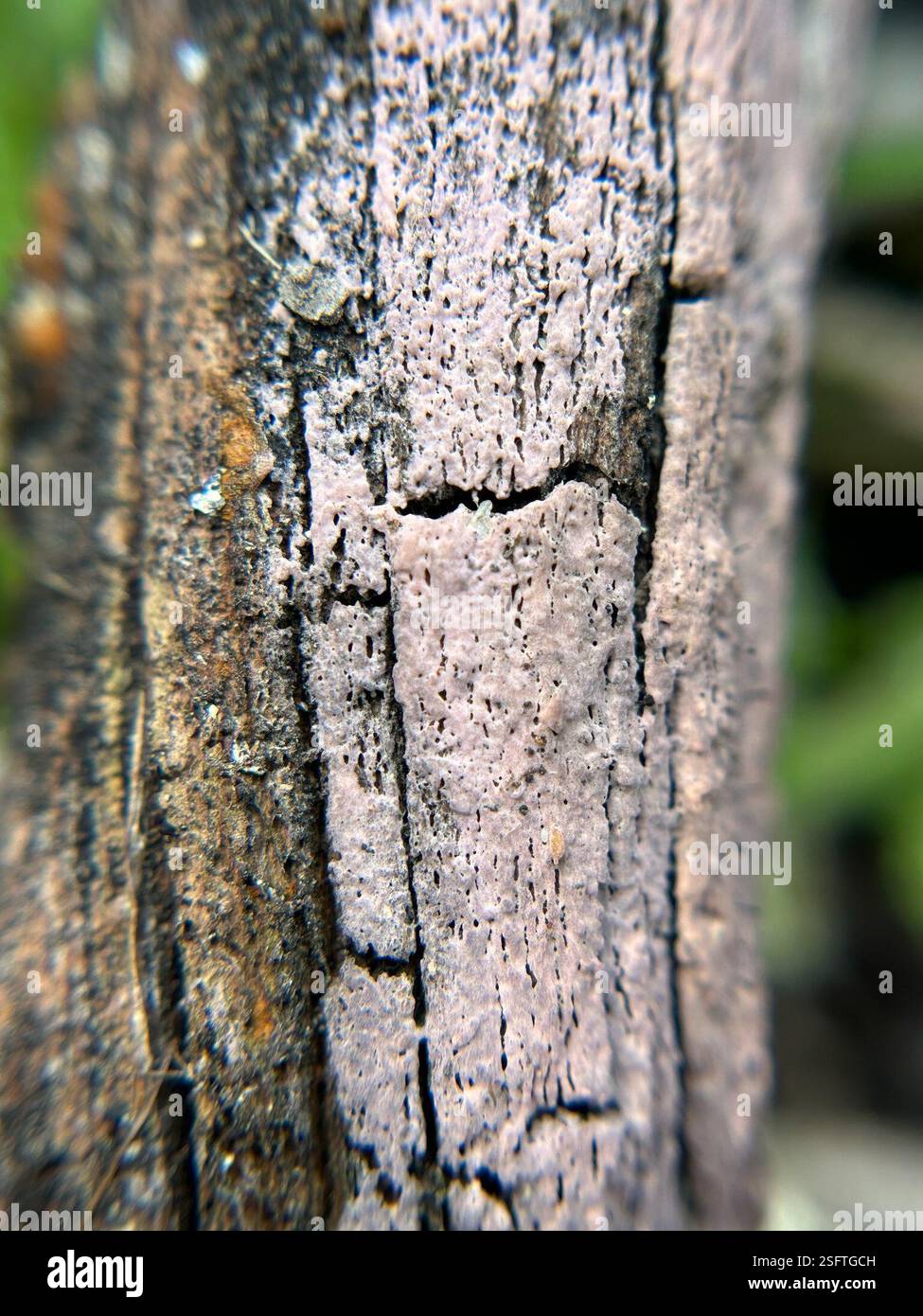 Snag Pin (Mycocalicium subtile), Fungi, Los Padres National Forest ...