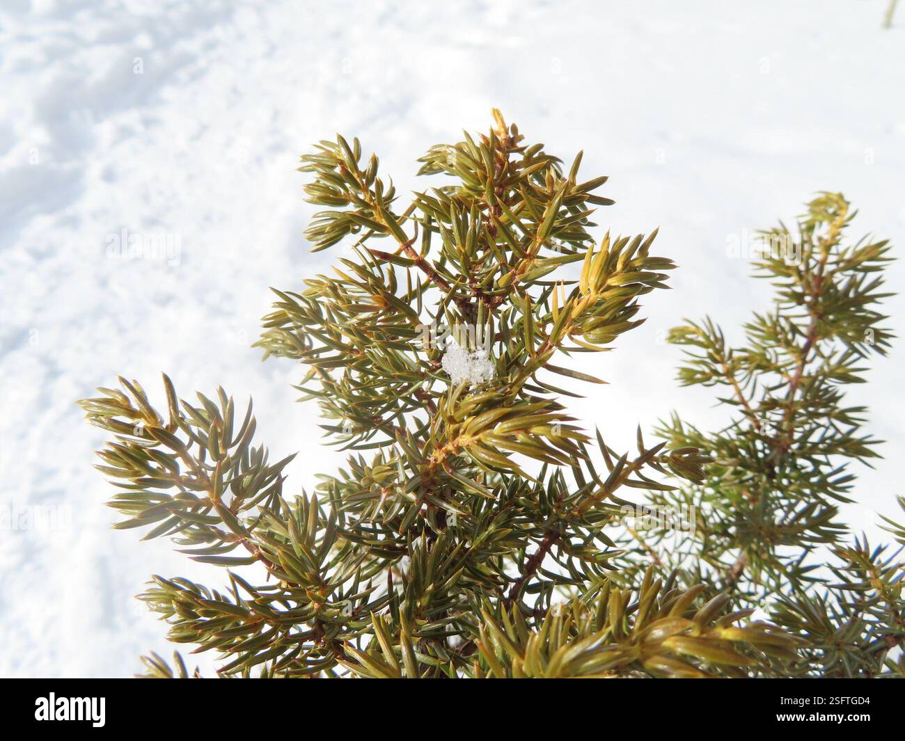 common juniper (Juniperus communis), Plantae, Summit, Colorado, United ...
