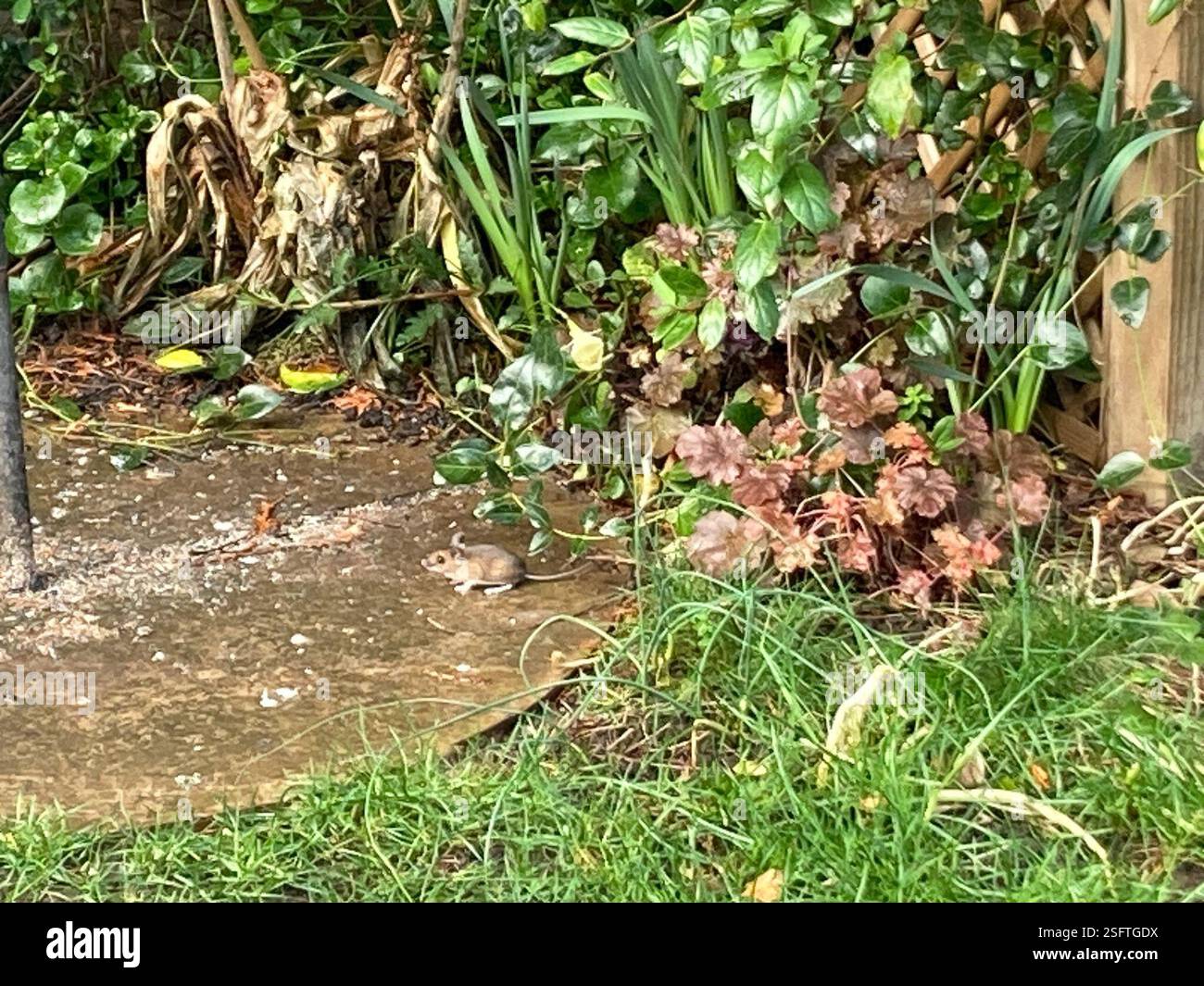 European Wood Mouse (Apodemus sylvaticus), Mammalia, Sheen Lane, London ...