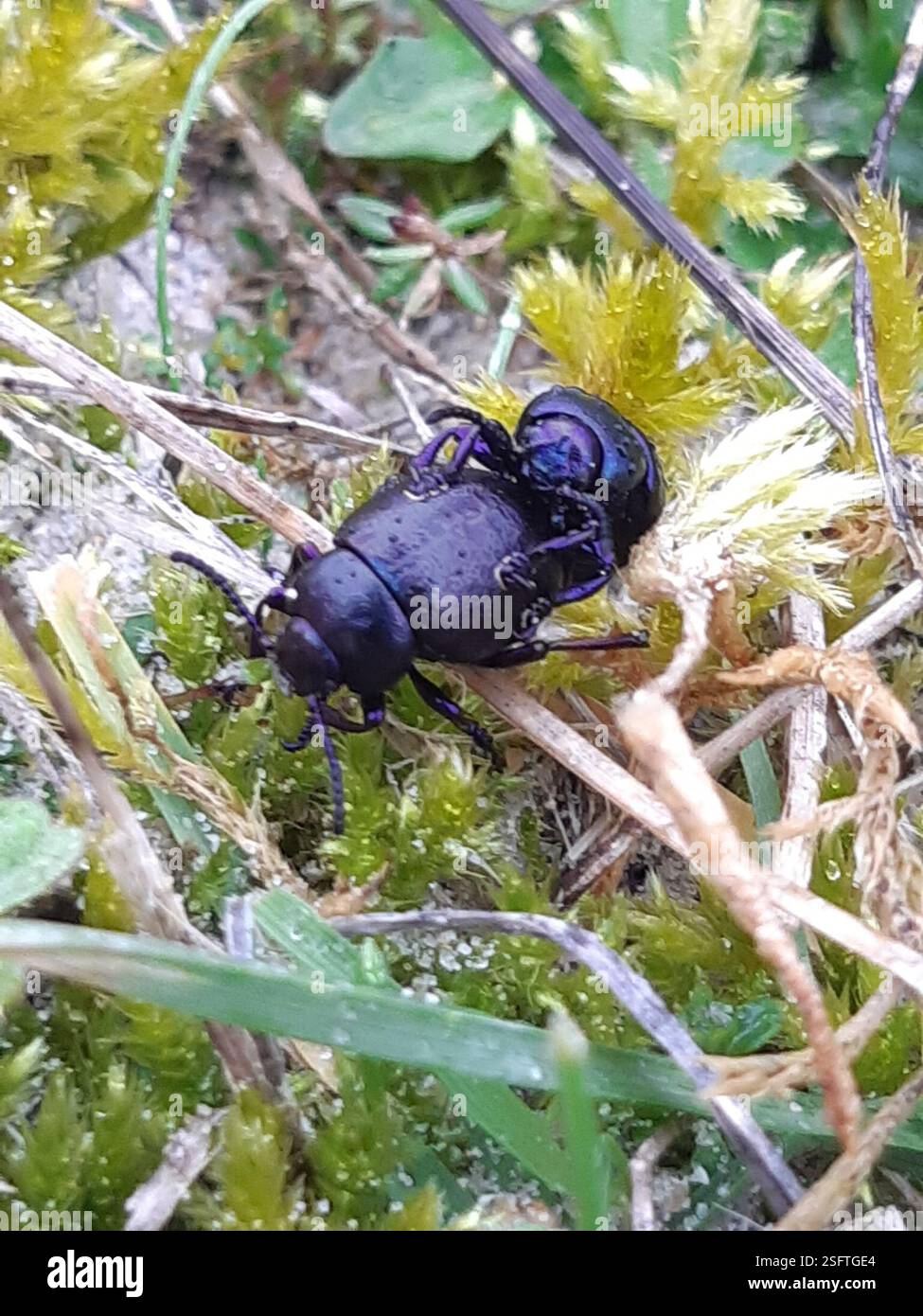 Lesser Bloody-nosed Beetle (Timarcha goettingensis), Insecta, Manche ...
