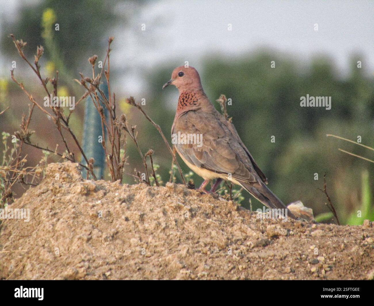 Only pigeon toed pigeon hi-res stock photography and images - Alamy