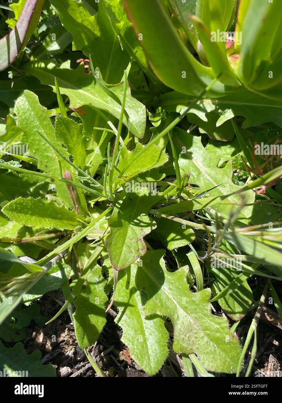 Smooth Cat's Ear (Hypochaeris glabra), Plantae, Torrey Pines Scenic Dr ...