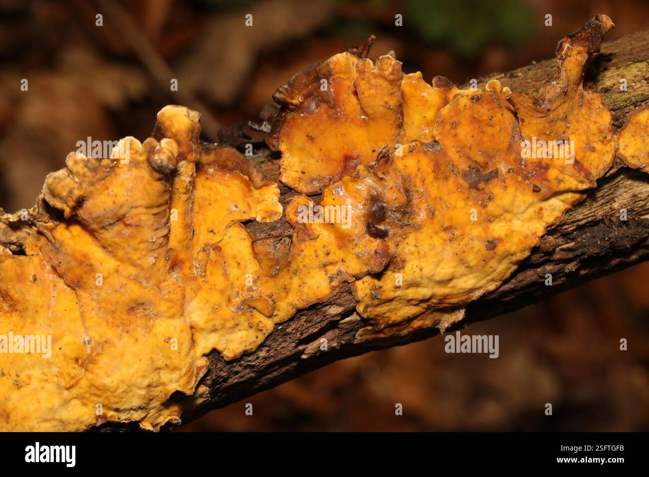 Bleeding Oak Crust (Stereum gausapatum), Fungi, Reynolds Park, Church ...