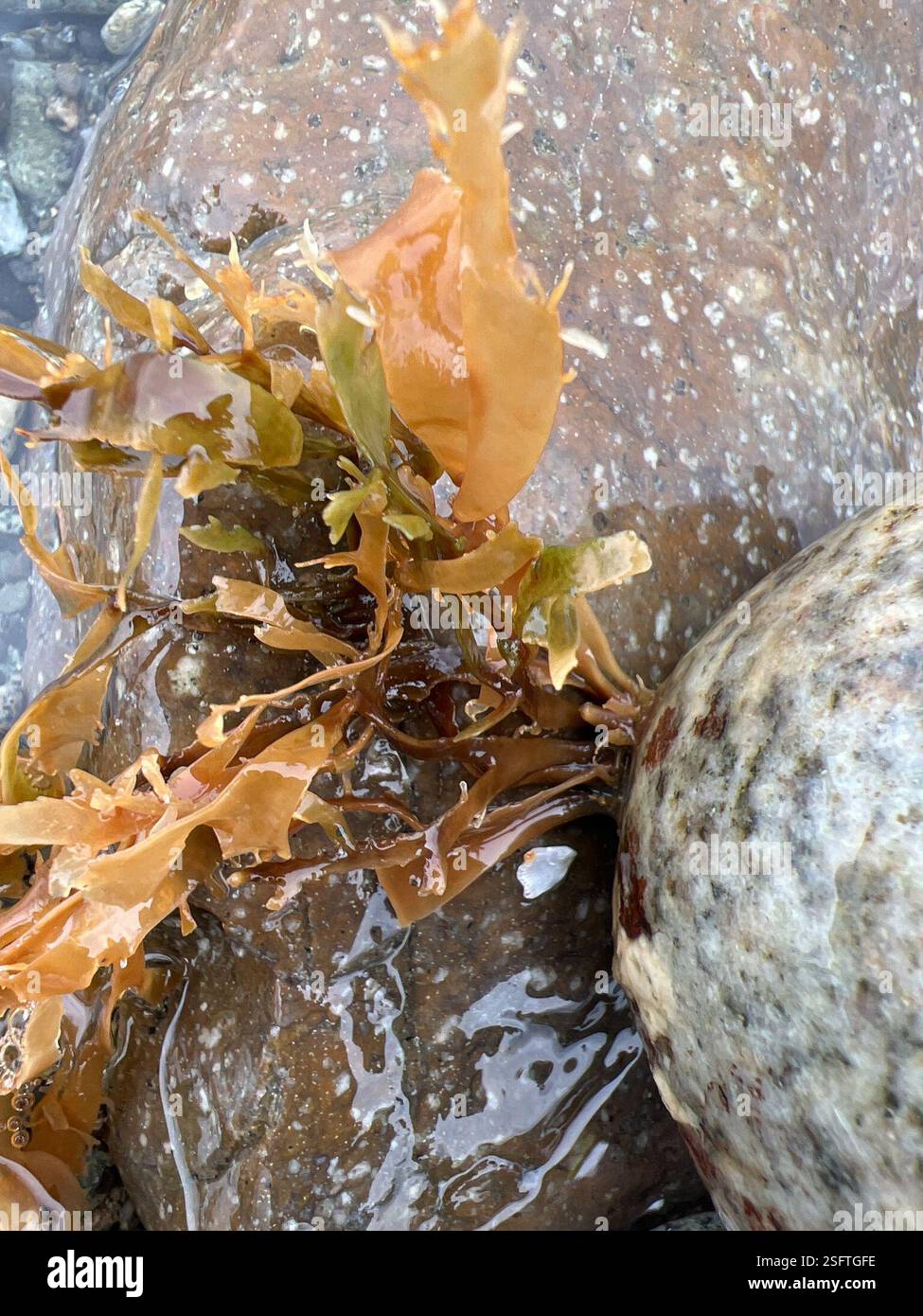 (Prionitis), Plantae, Salish Sea, Central Saanich, BC, CA Stock Photo ...