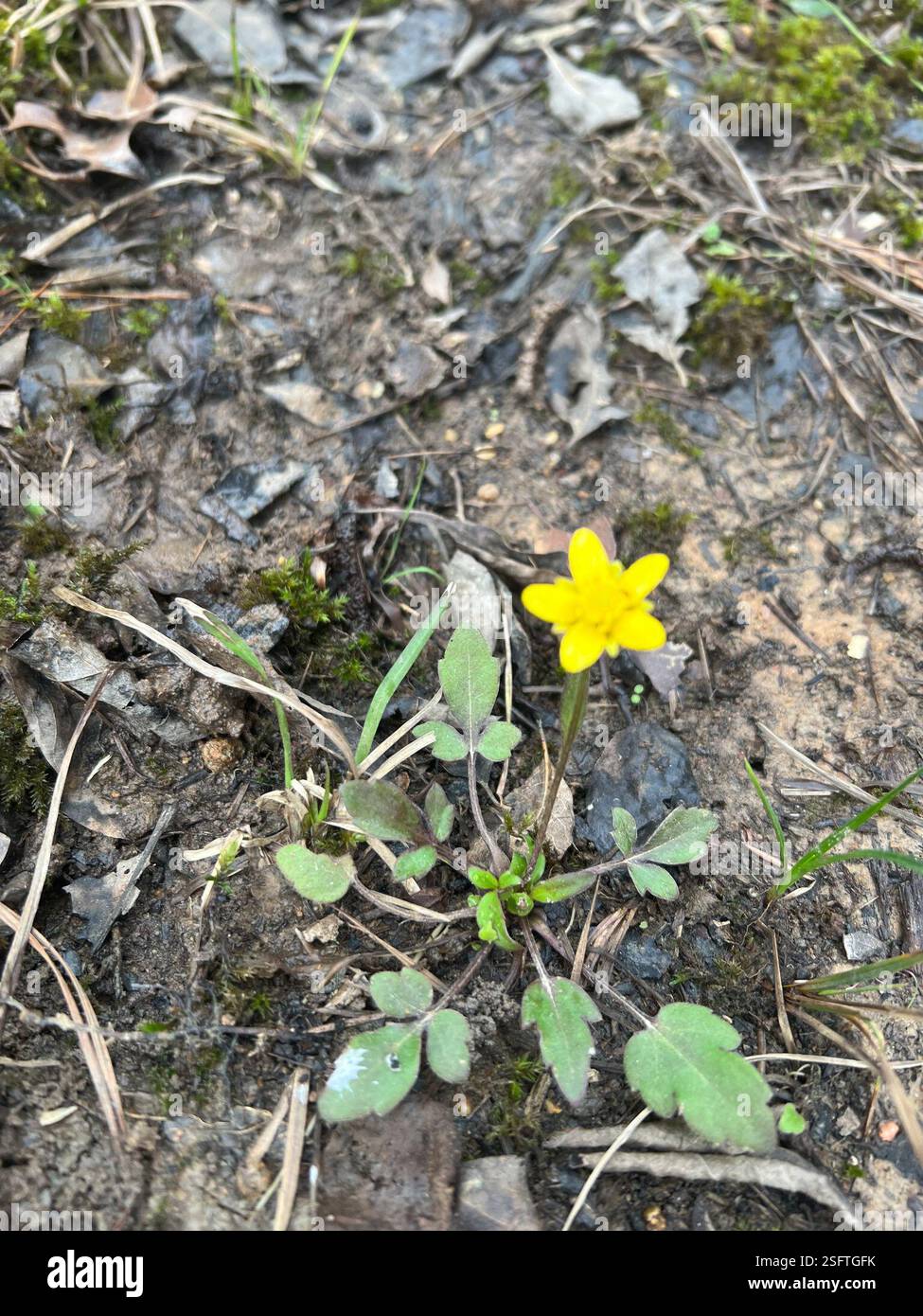 Early Buttercup (Ranunculus fascicularis), Plantae, Bienville National ...