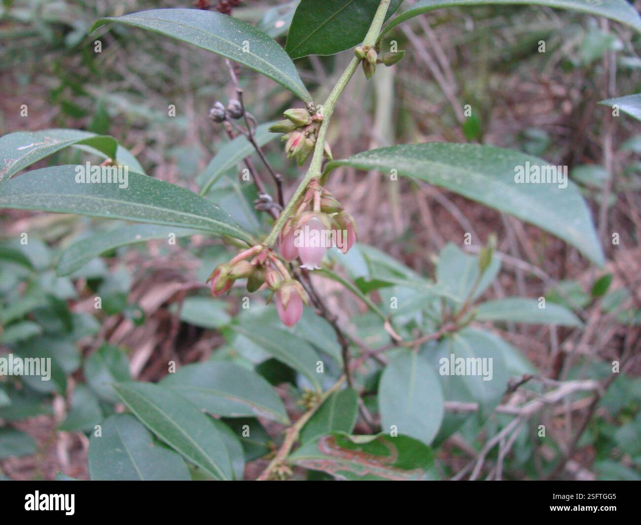 fetterbush lyonia (Lyonia lucida), Plantae, Georgia, US Stock Photo - Alamy