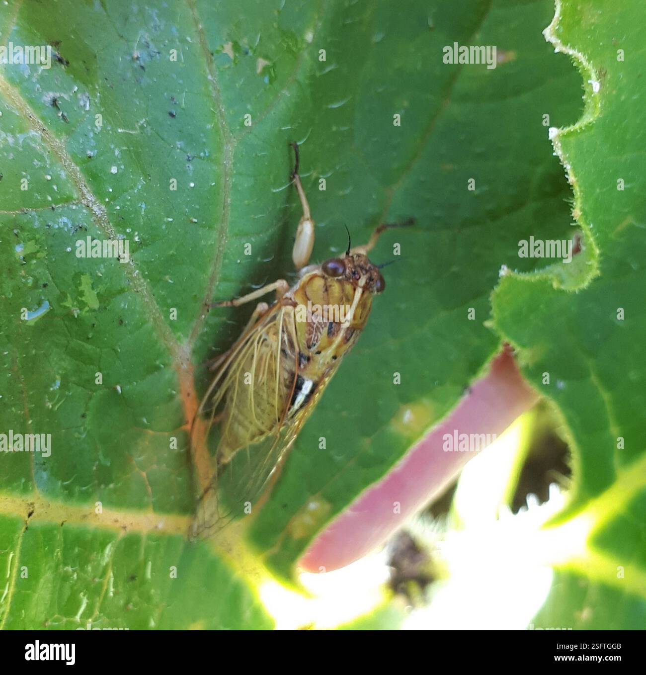 Typical Cicadas (Cicadidae), Insecta, Fairfield, Lower Hutt 5011, New ...