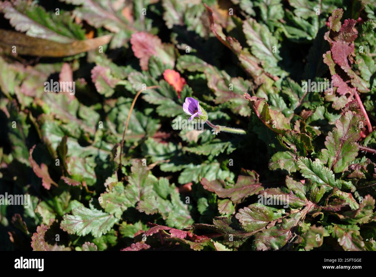 Mediterranean Stork's-bill (Erodium botrys), Plantae, Torrance, CA, USA ...