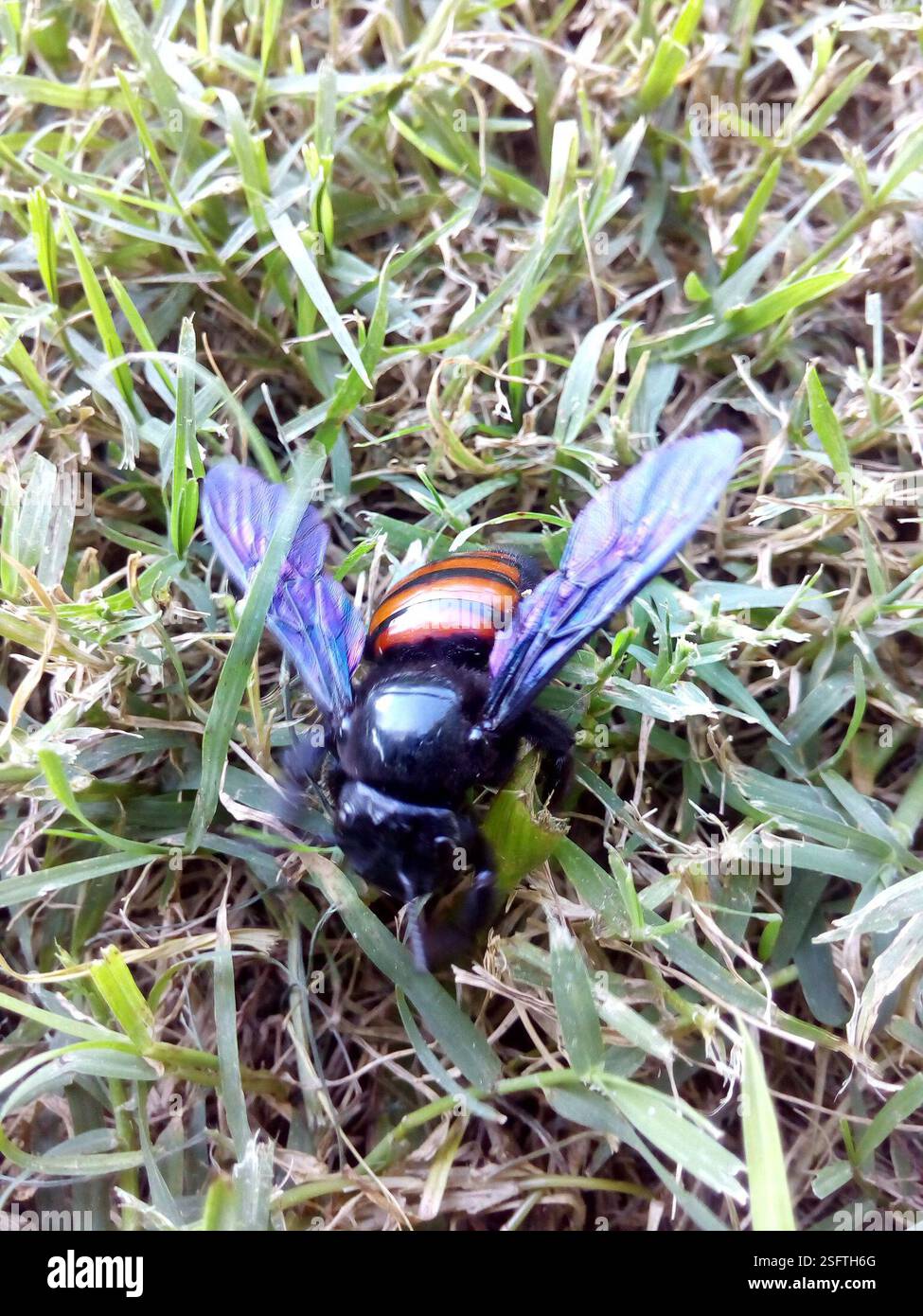 Ridge-browed Carpenter (Xylocopa frontalis), Insecta, S2000 Rosario ...