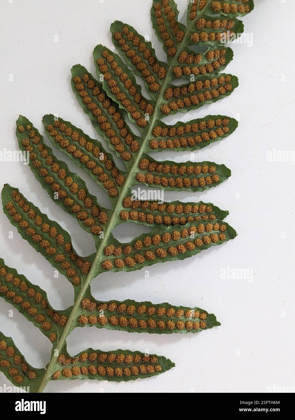Nested Polypody (Polypodium calirhiza), Plantae, Bernal Heights, San ...