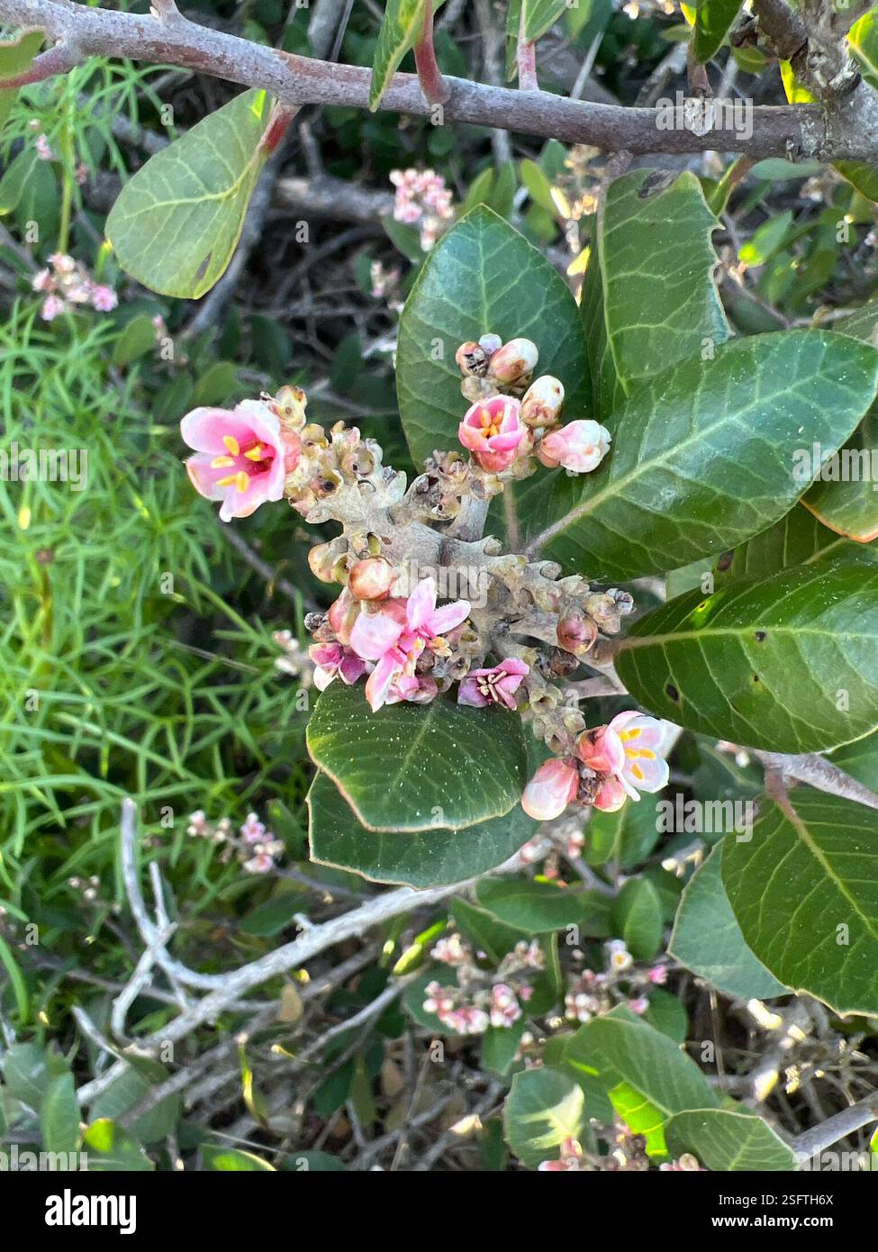 lemonade berry (Rhus integrifolia), Plantae, Torrey Pines State Natural ...