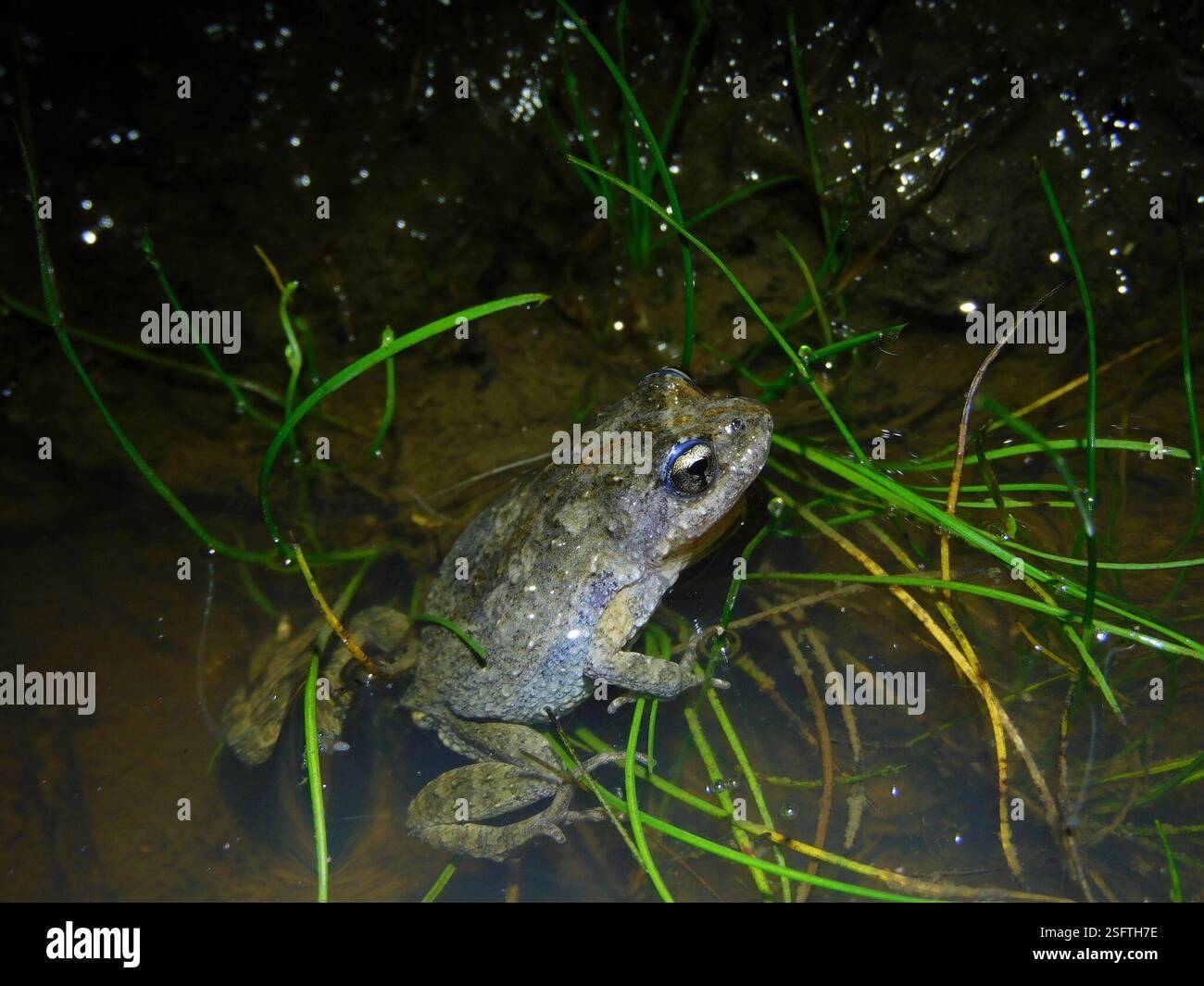 Common Eastern Froglet (Crinia signifera), Amphibia, Hobart TAS ...