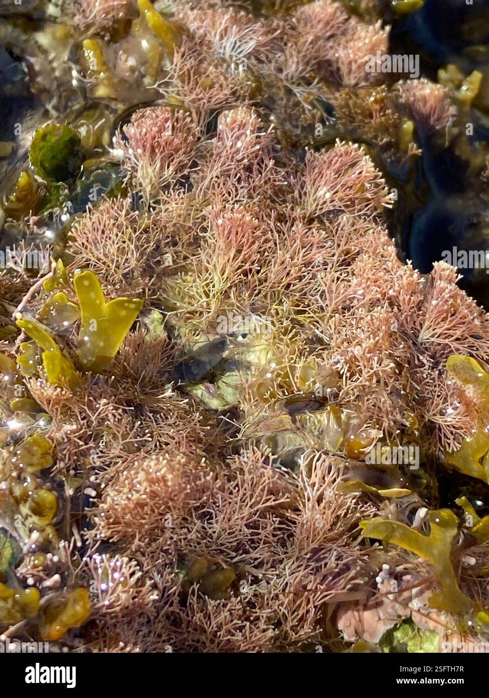 Red Jania (Jania rubens), Plantae, Mallorca, Campos, Balearen, ES Stock ...