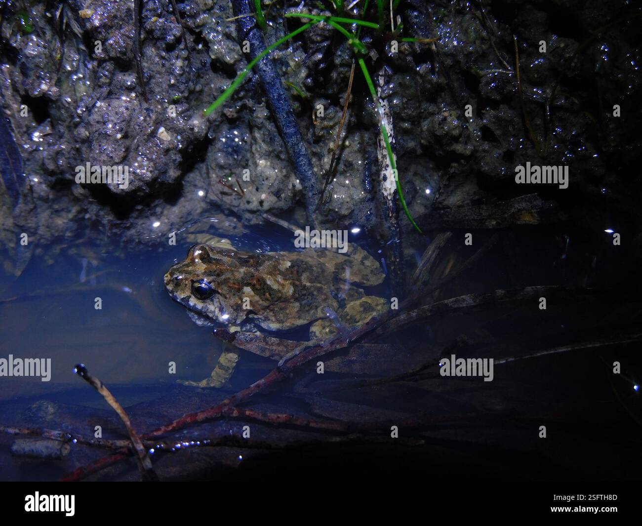 Common Eastern Froglet (Crinia signifera), Amphibia, Hobart TAS ...