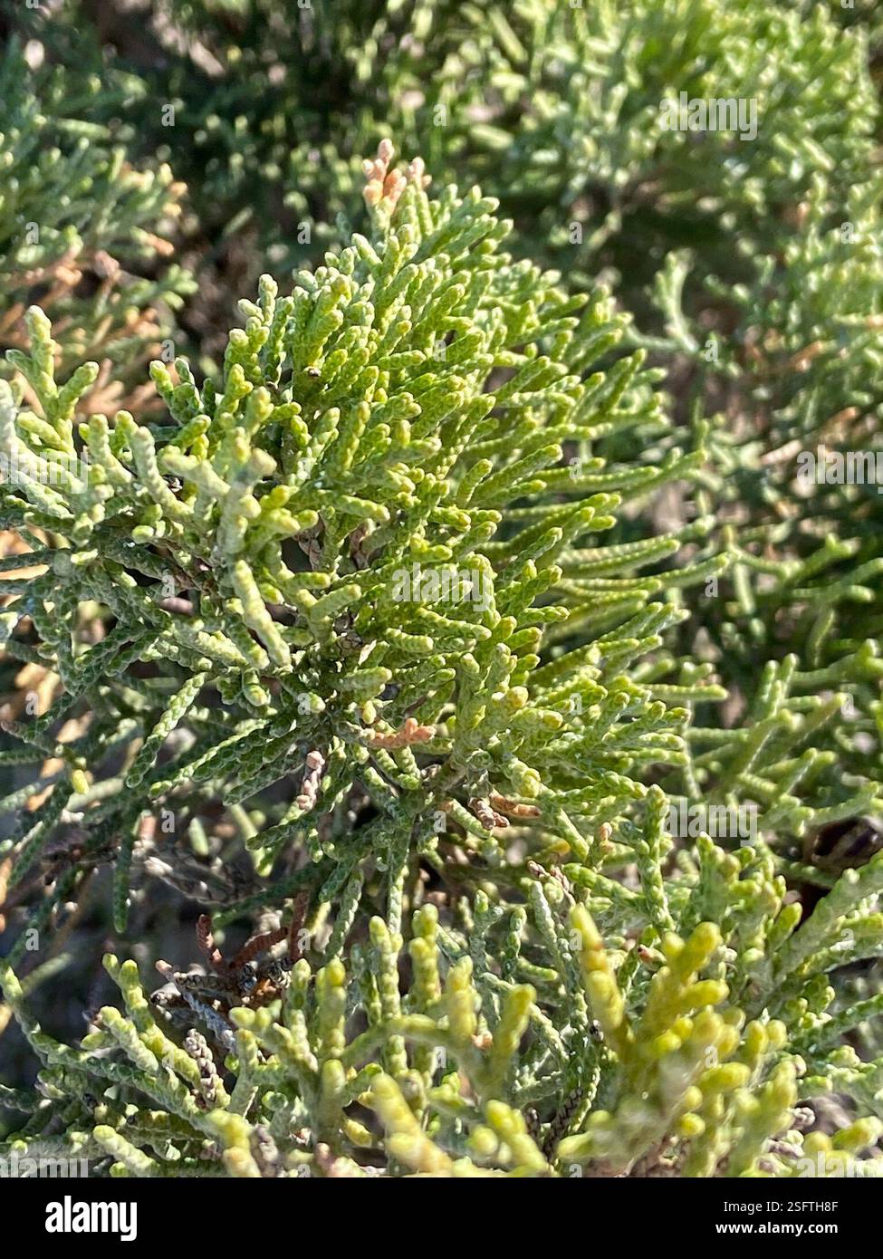 Mediterranean juniper (Juniperus turbinata), Plantae, Playa Ses ...
