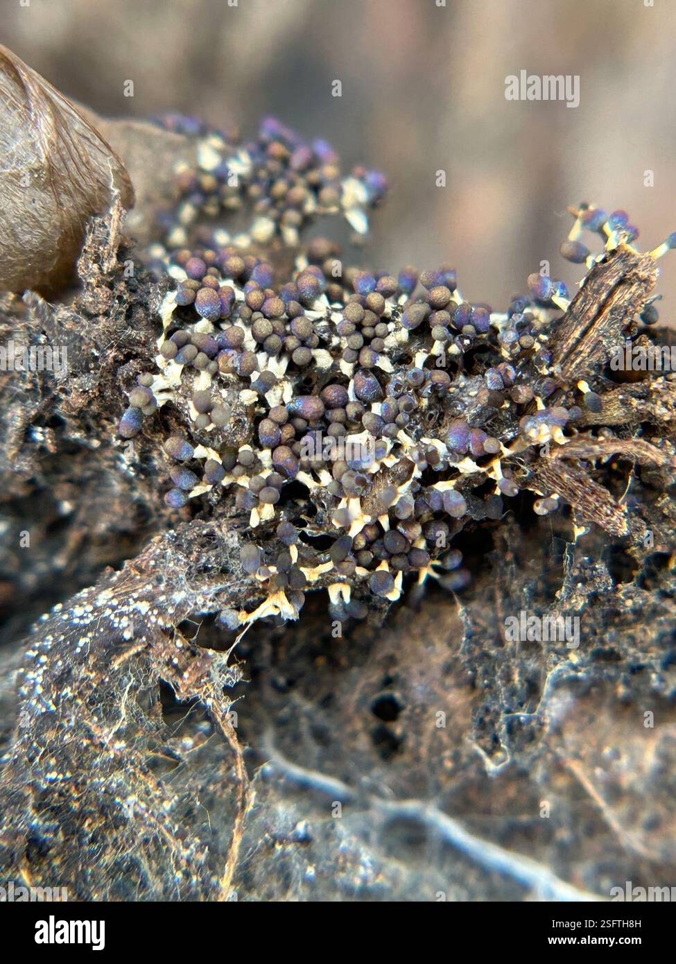 White-footed Slime (Diachea leucopodia), Protozoa, Montaña de Oro State ...