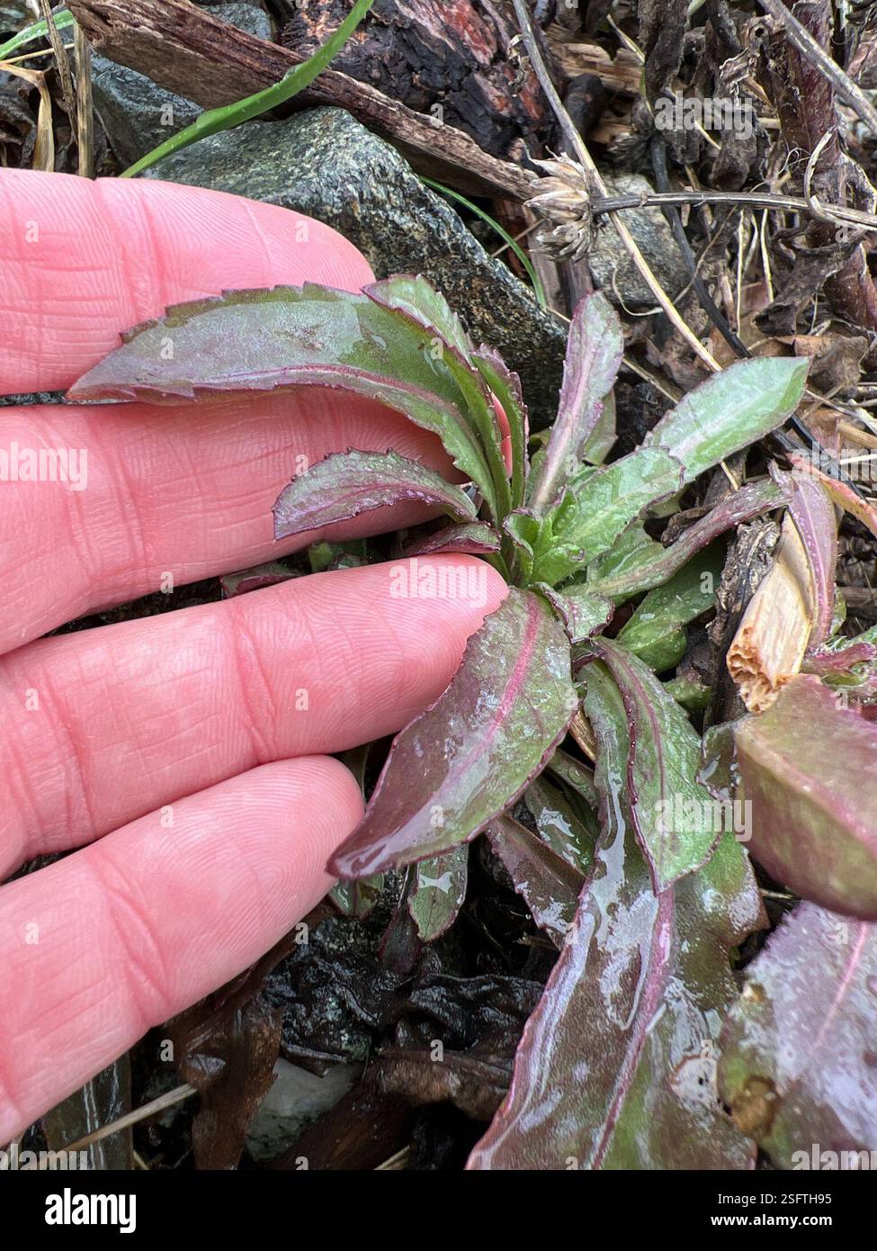 Oregon Gumplant (Grindelia stricta), Plantae, Uplands Park, Oak Bay, BC ...