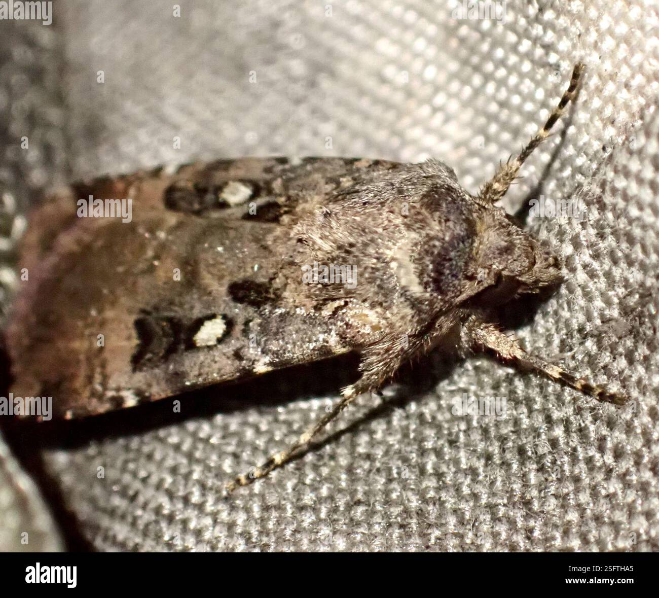 Crescent Dart (Agrotis trux), Insecta, Santo Antão, Cape Verde, CV ...
