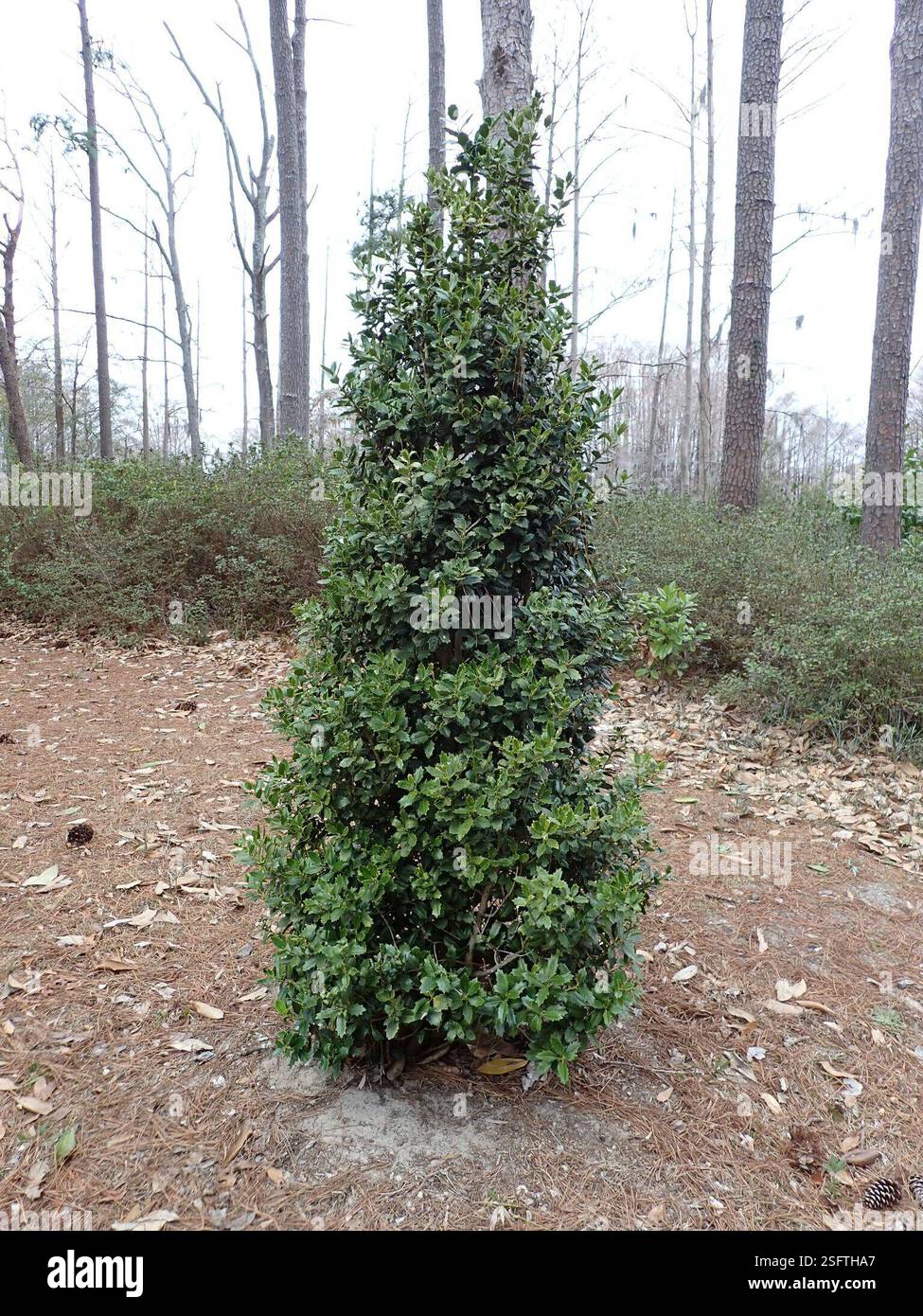 American holly (Ilex opaca), Plantae, North Carolina, US Stock Photo ...