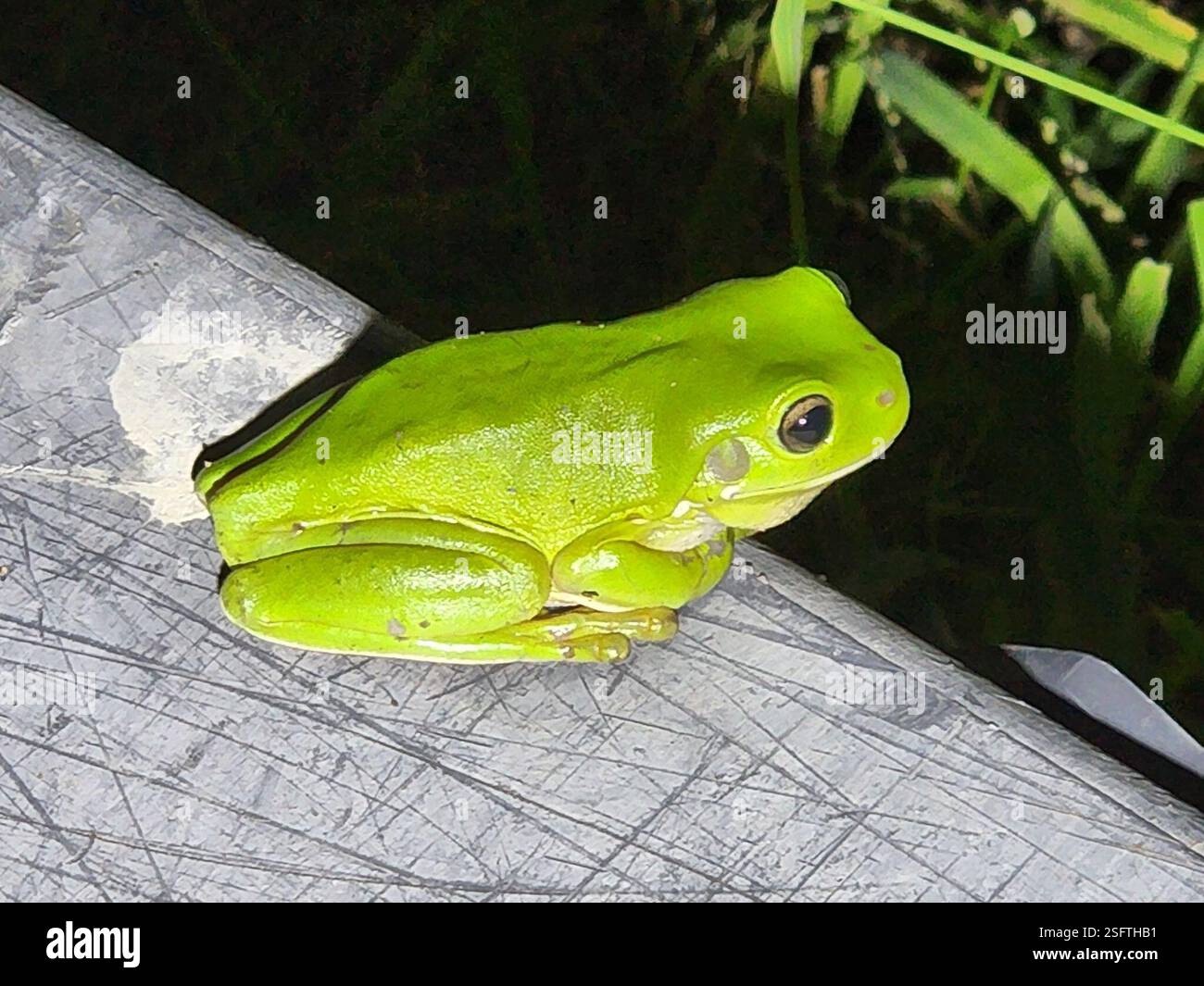 Australian Green Tree Frog (Ranoidea caerulea), Amphibia, Bouldercombe ...