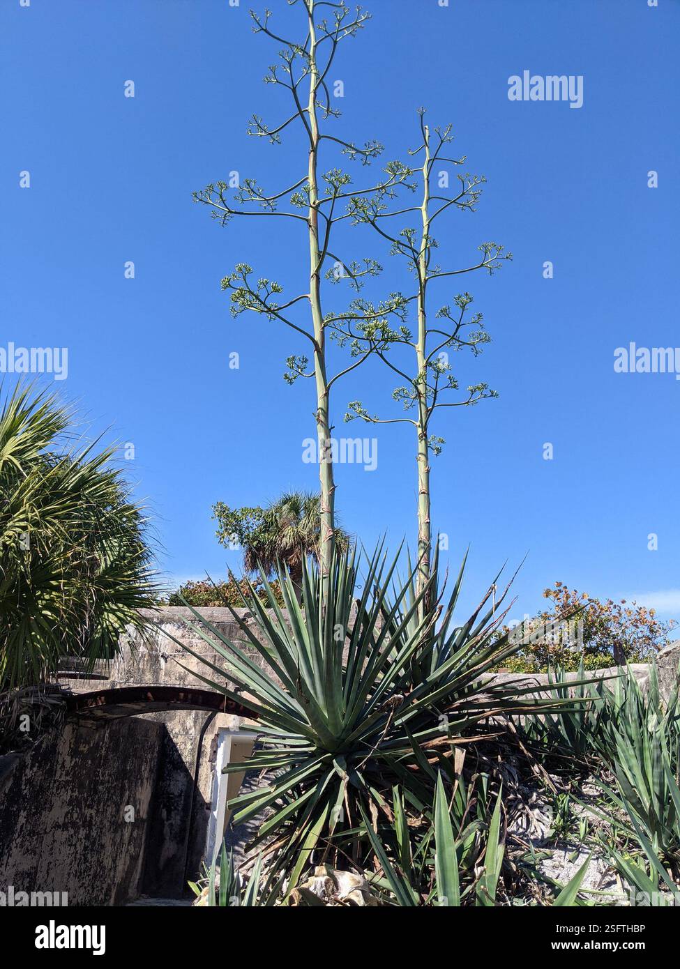 century plants (Agave), Plantae, Hillsborough County, FL, USA Stock ...