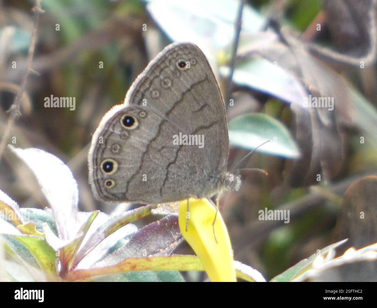 Carolina Satyr (Hermeuptychia sosybius), Insecta, River Rd. Preserve ...