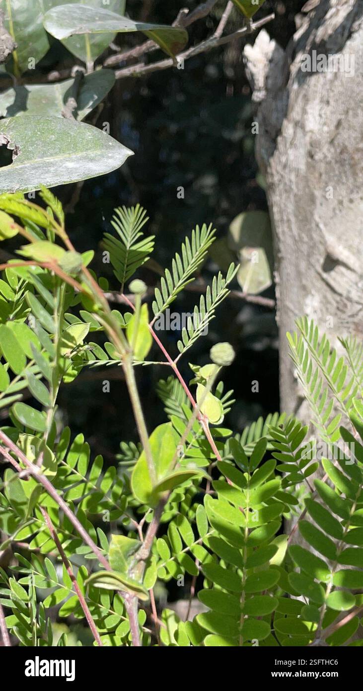 Acacias, Mimosas, mesquites, and allies (Mimosoideae), Plantae, Monroe ...