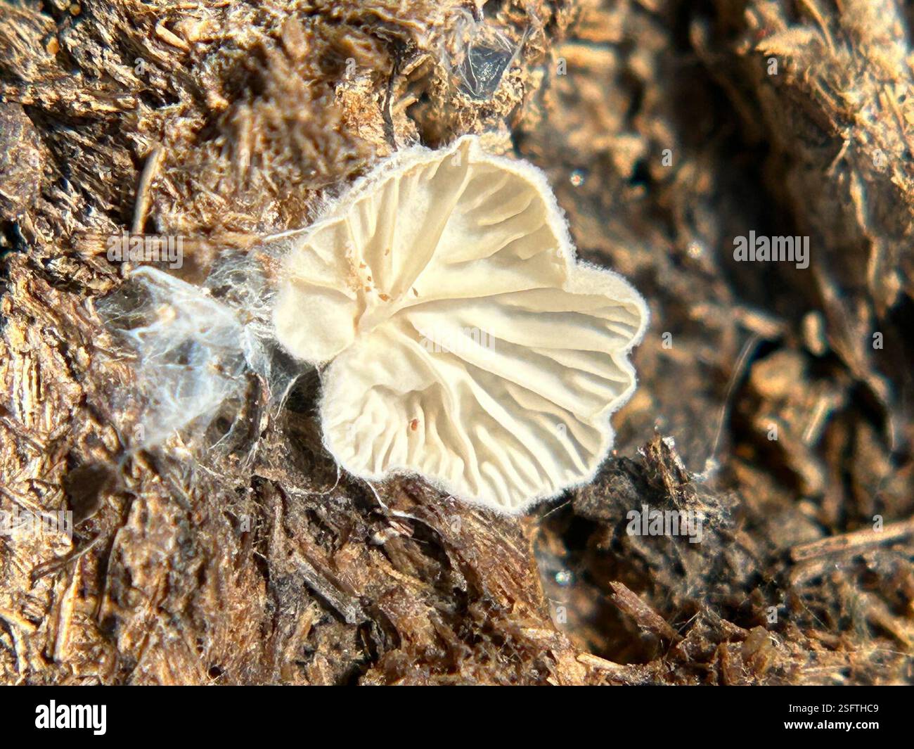 Common Gilled Mushrooms and Allies (Agaricales), Fungi, San Luis Obispo ...