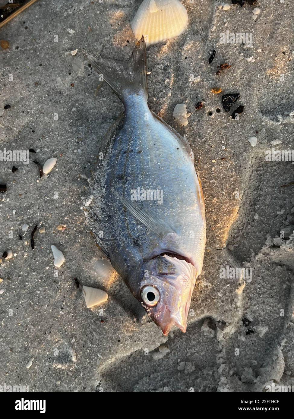 Pinfish (Lagodon rhomboides), Actinopterygii, Little Hickory Island ...