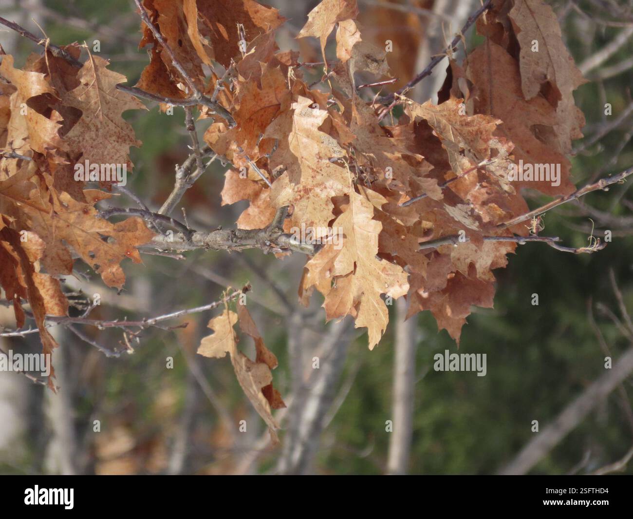 northern red oak (Quercus rubra), Plantae, Iron Bridge, ON P0R 1H0 ...