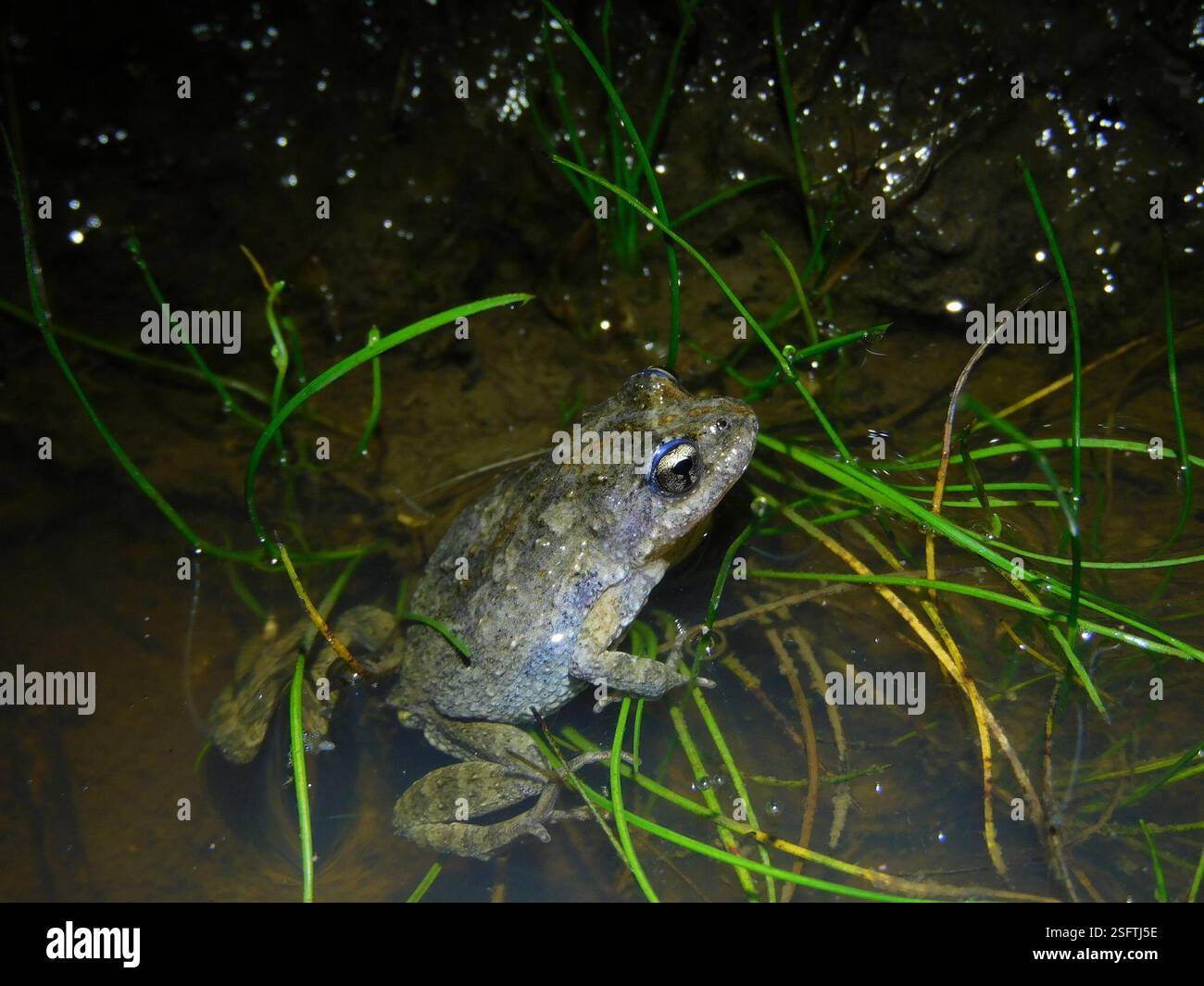 Common Eastern Froglet (Crinia signifera), Amphibia, Hobart TAS ...