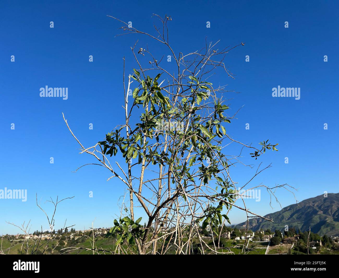 tree tobacco (Nicotiana glauca), Plantae, Yorba Linda, CA, USA ...