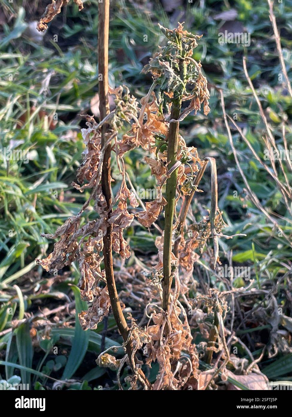 plants (Plantae), Plantae, Lammas Land, Cambridge, England, GB Stock ...