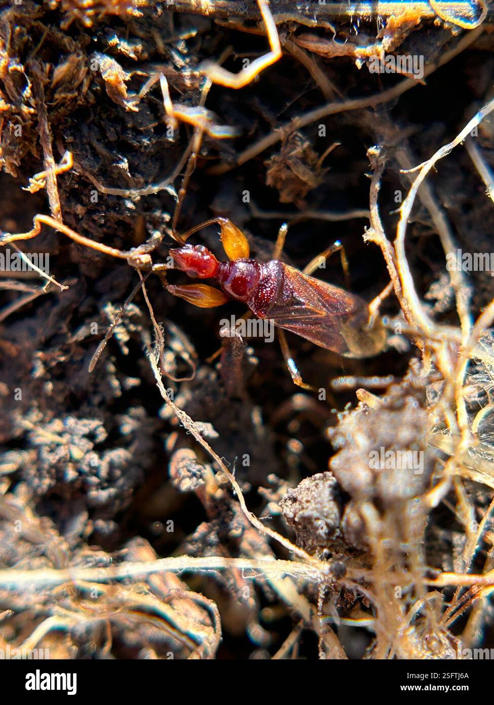 (Heraeus coquilletti), Insecta, San Luis Obispo, CA, US, Cow dung Stock ...