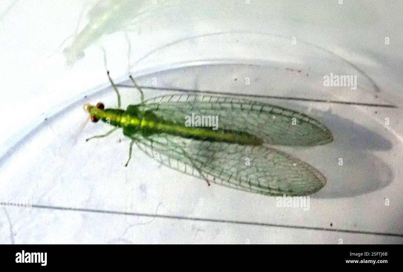 (Mallada basalis), Insecta, Chatham Islands, Rekohu (Chatham Island ...