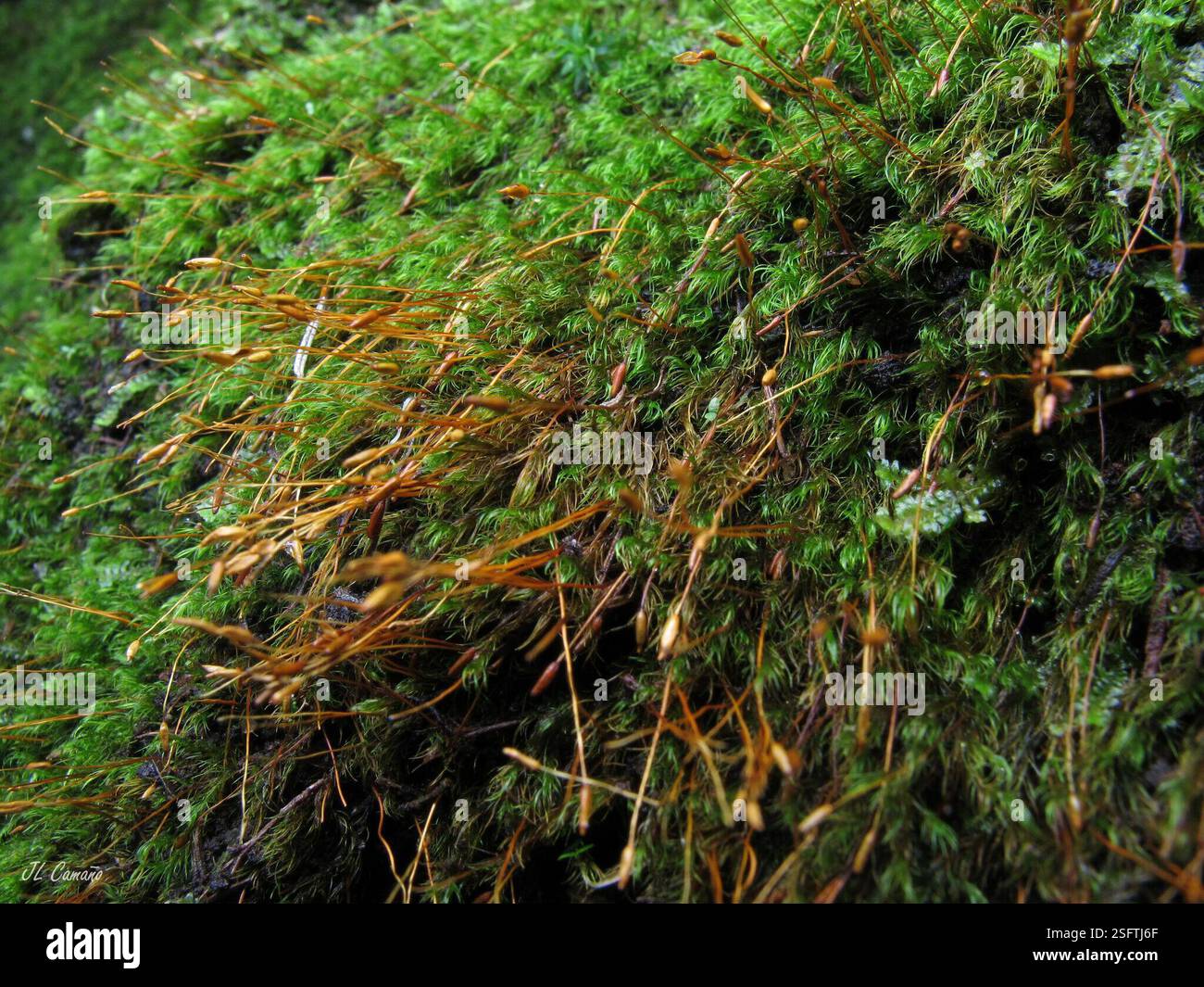 Curve-leaved Ditrichum (Ditrichum heteromallum), Plantae, Pontevedra ...