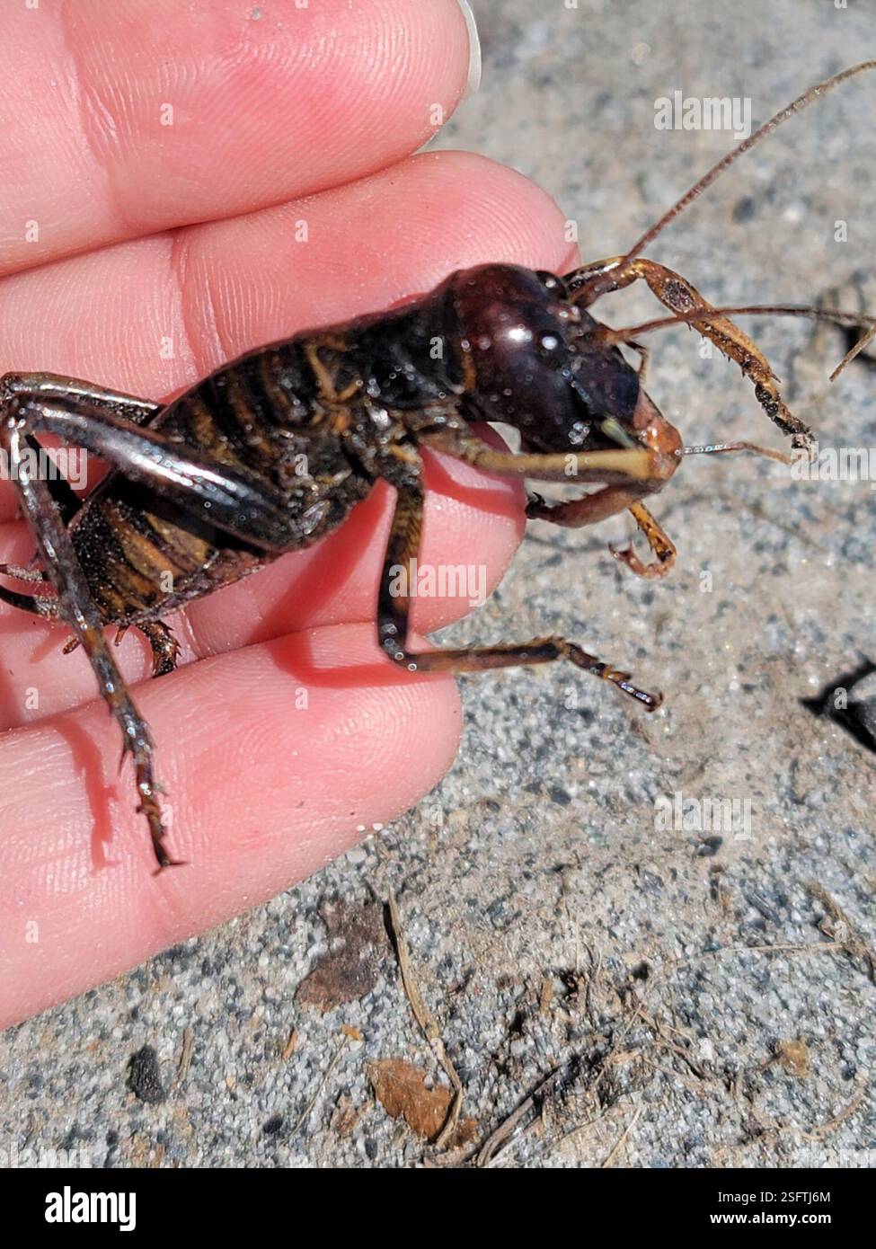 Wellington Tree Wētā (Hemideina crassidens), Insecta, Ōkārito 7886, New ...