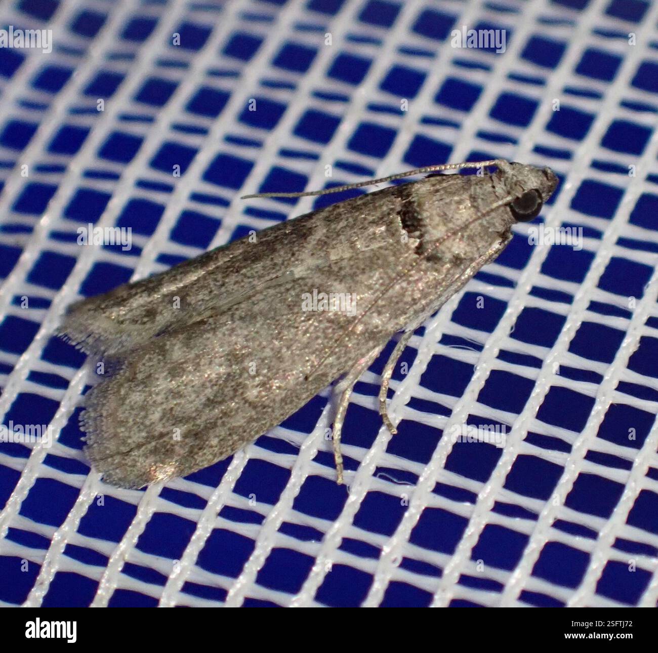 Locust bean moth (Ectomyelois ceratoniae), Insecta, Santo Antão, Cape ...