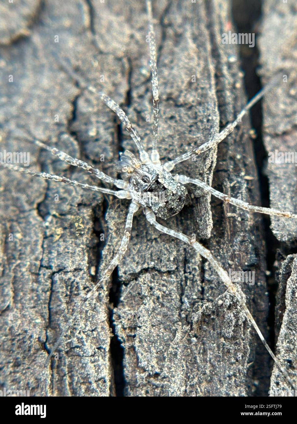 (Protolophus), Arachnida, Morro Bay State Park, Morro Bay, CA, US ...