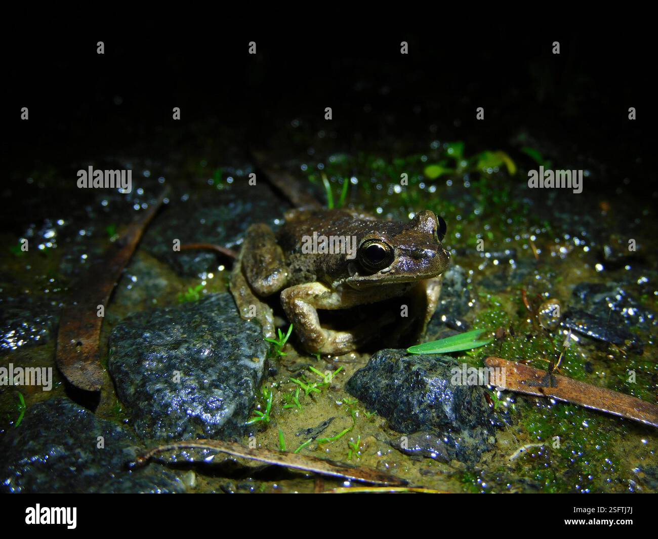 Brown Tree Frog (Litoria ewingii), Amphibia, Hobart TAS, Australia ...